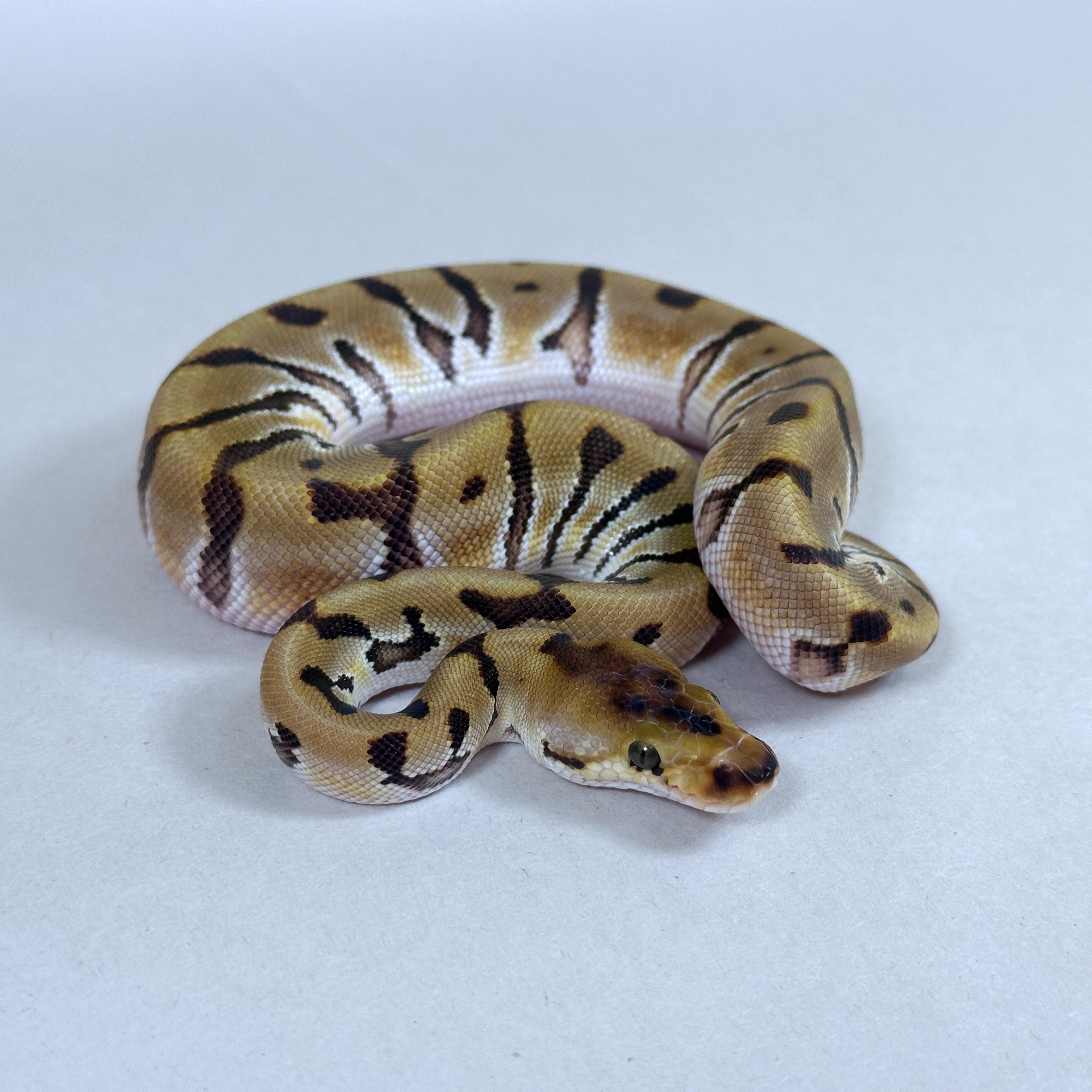 2025 Male HGW Enchi Clown – Brass Man Reptiles