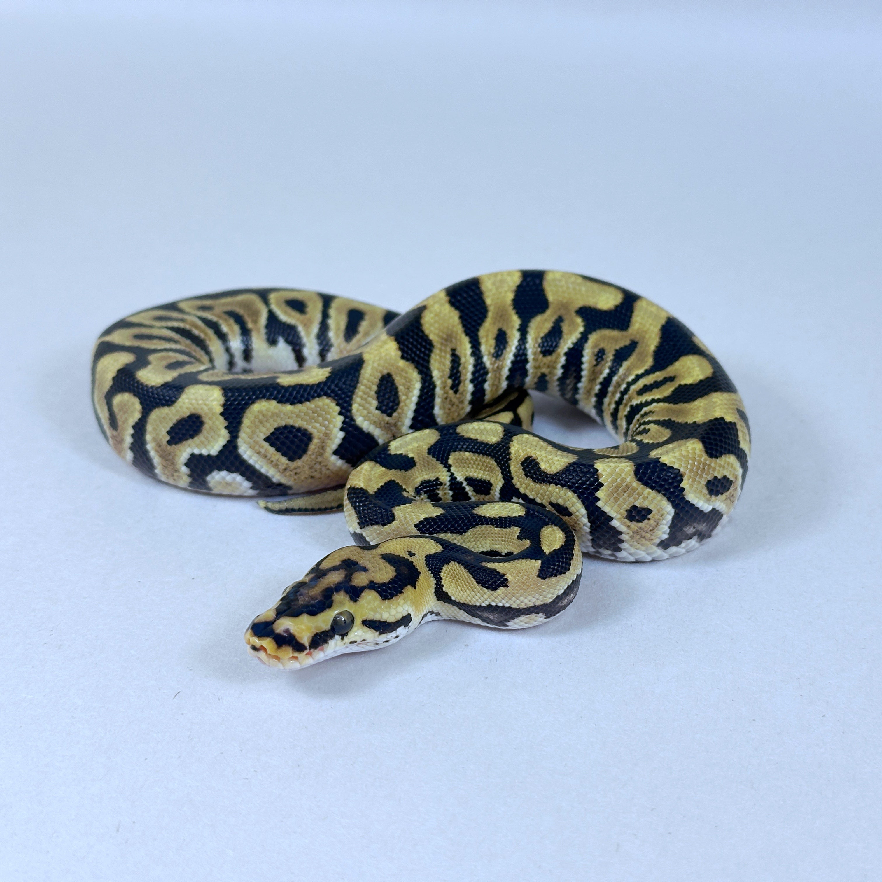 2025 Male Spotnose Red Stripe Crypton het VPI Axanthic – Brass Man Reptiles