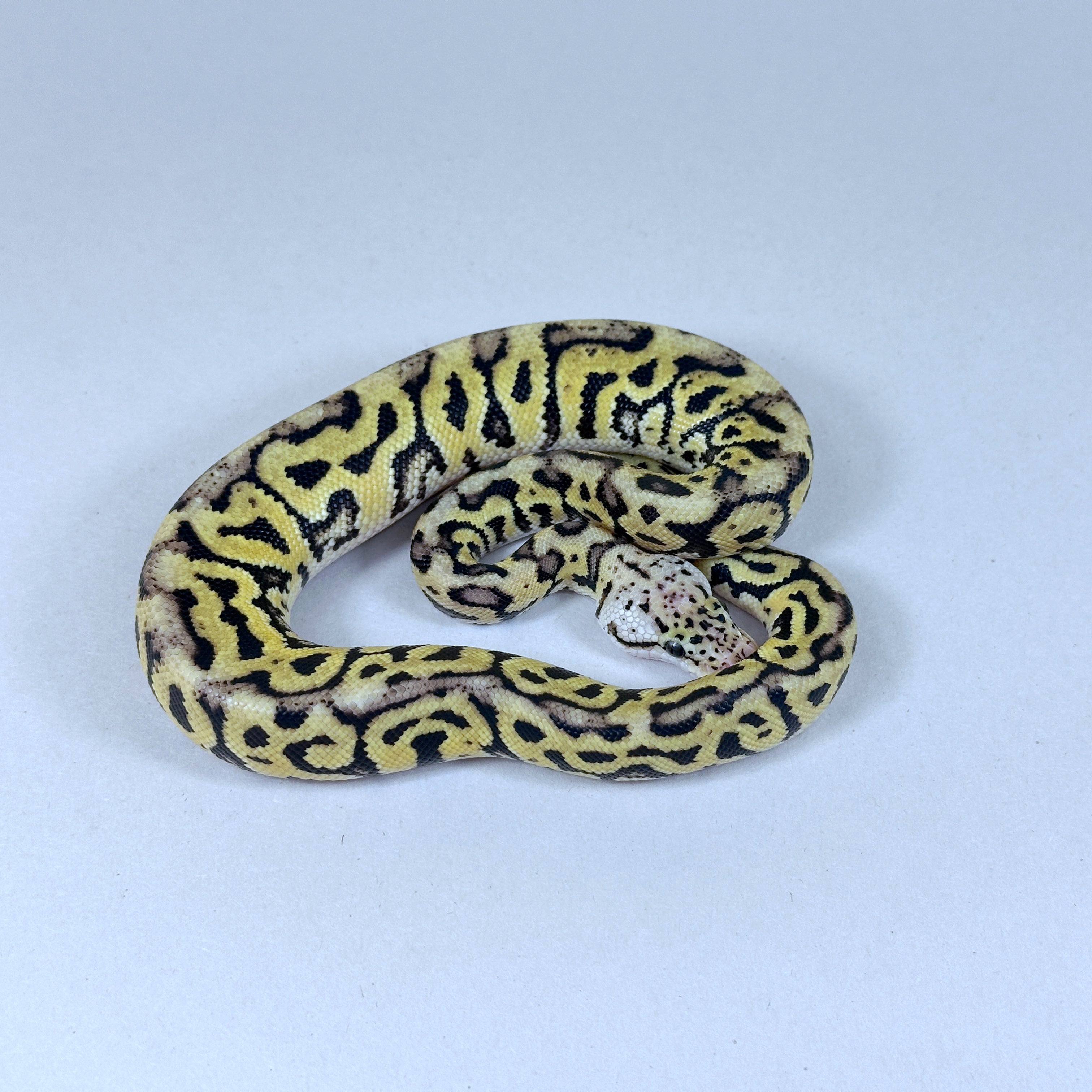2025 Male Pastel Red Stripe Spotnose Crypton het VPI Axanthic – Brass ...