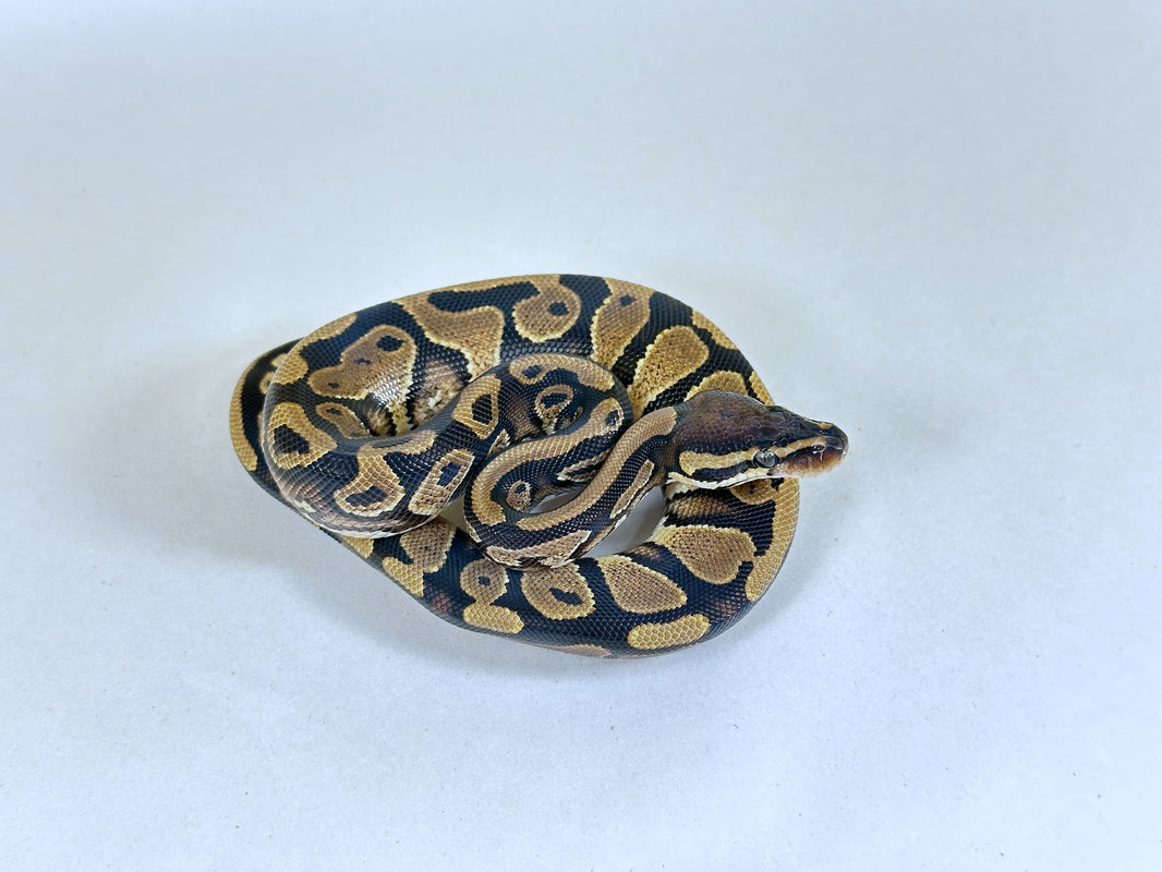 Ball Pythons – Brass Man Reptiles
